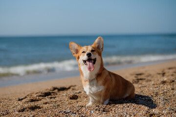 10 Mejores playas amigables para perros en California - Planifica tu viaje